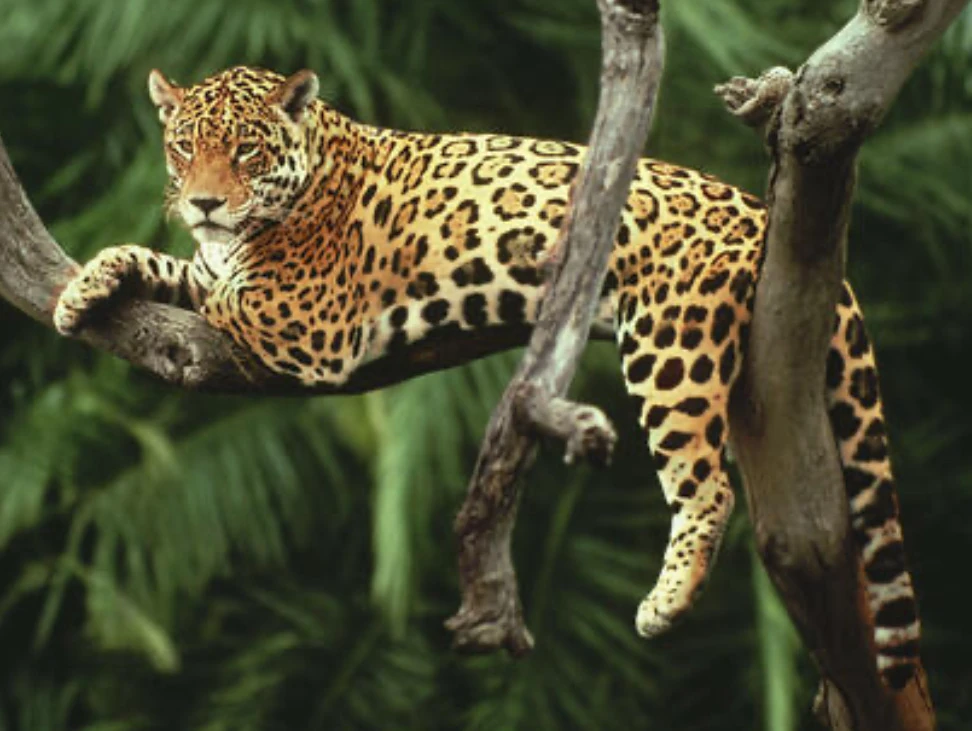 Jaguar | Animals. Animals, Animals! Wiki | Fandom