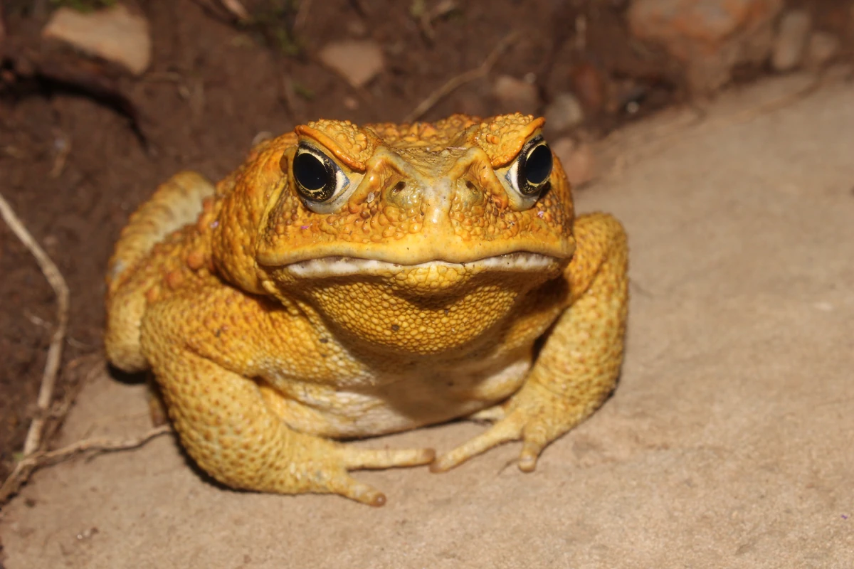 Toad | Animals. Animals, Animals! Wiki | Fandom