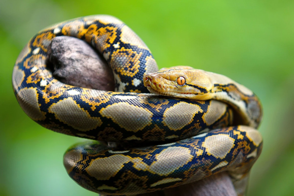 Reticulated Python | Animals. Animals, Animals! Wiki | Fandom