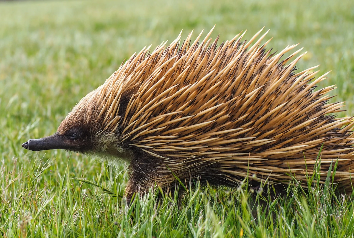 Echidna | Animals. Animals, Animals! Wiki | Fandom