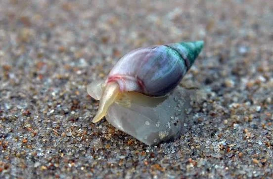 Plough Snail | Animals. Animals, Animals! Wiki | Fandom