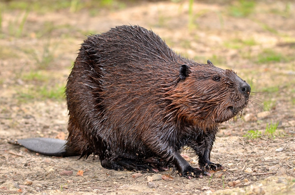 Beaver | Animals. Animals, Animals! Wiki | Fandom