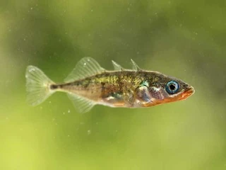 Stickleback | Animals. Animals, Animals! Wiki | Fandom