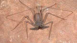 Whip Spider | Animals. Animals, Animals! Wiki | Fandom