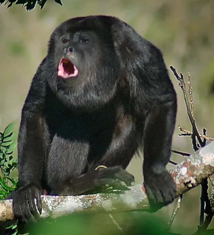 Howler Monkey | Animals. Animals, Animals! Wiki | Fandom