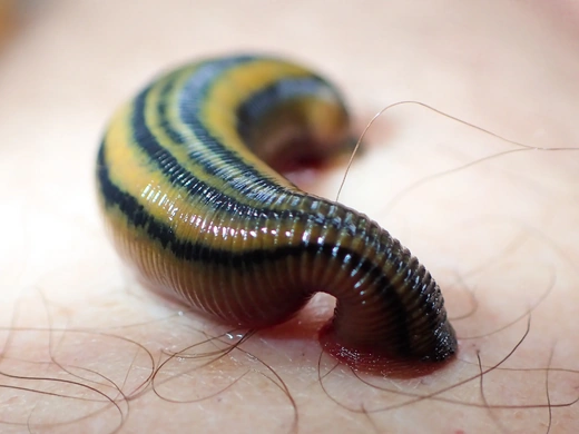 Leech | Animals. Animals, Animals! Wiki | Fandom