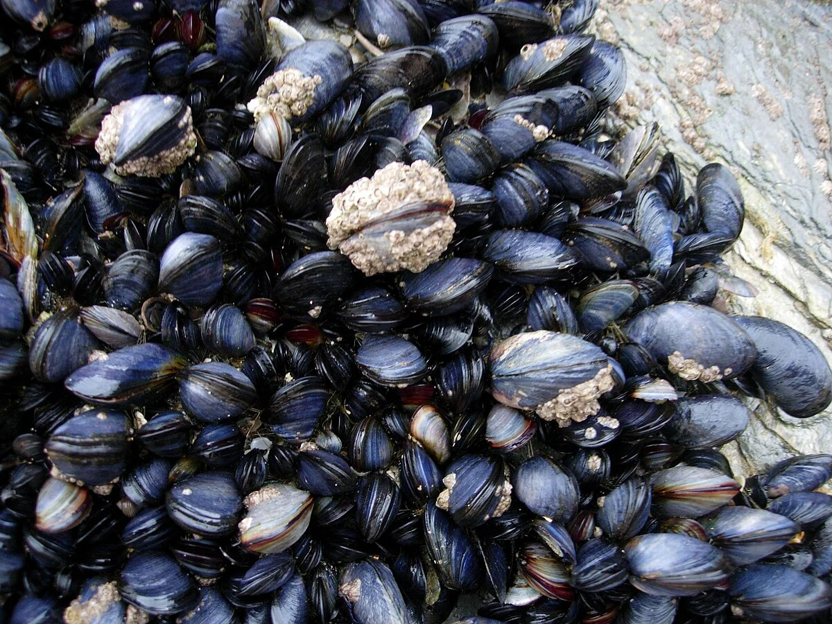 Mussel | Animals. Animals, Animals! Wiki | Fandom