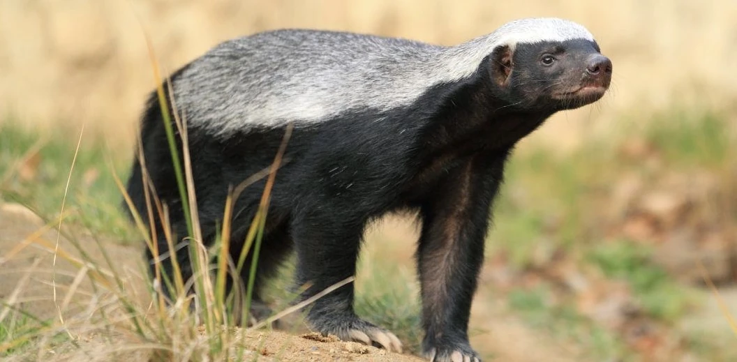 Honey Badger | Animals. Animals, Animals! Wiki | Fandom
