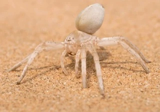 Wheel Spider | Animals. Animals, Animals! Wiki | Fandom