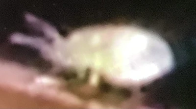 Ear Mite | Animals. Animals, Animals! Wiki | Fandom