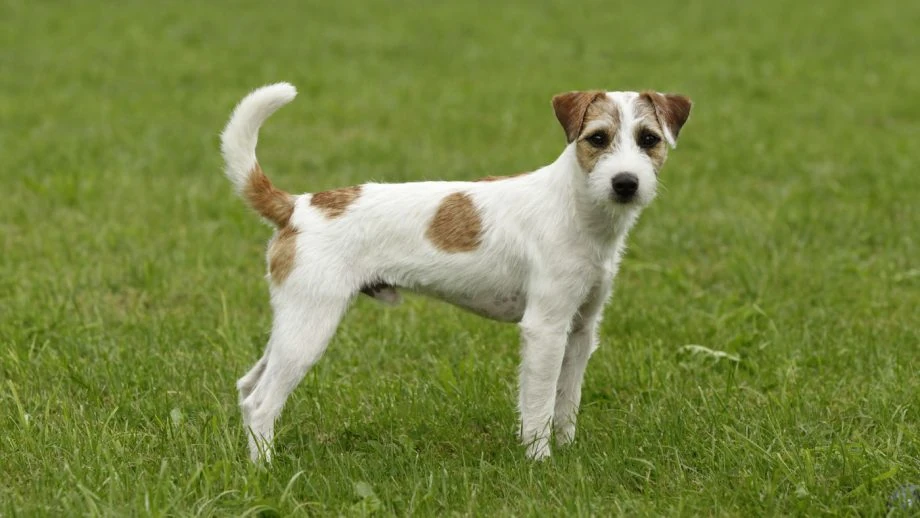 Parson Russell Terrier | Animals. Animals, Animals! Wiki | Fandom