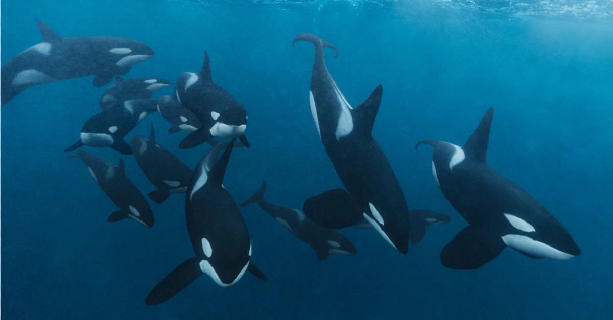 Orca | Animals. Animals, Animals! Wiki | Fandom