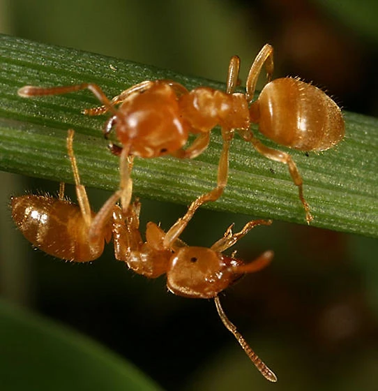 Lemon Ant | Animals. Animals, Animals! Wiki | Fandom