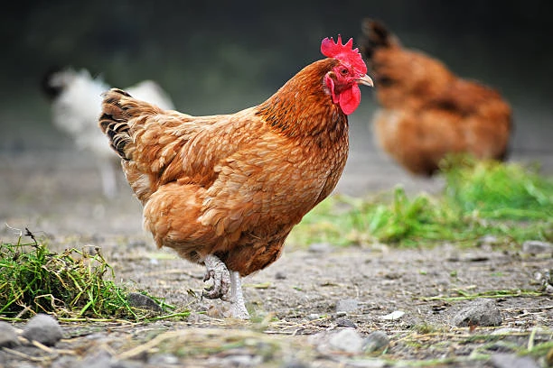 Chicken | Animals. Animals, Animals! Wiki | Fandom