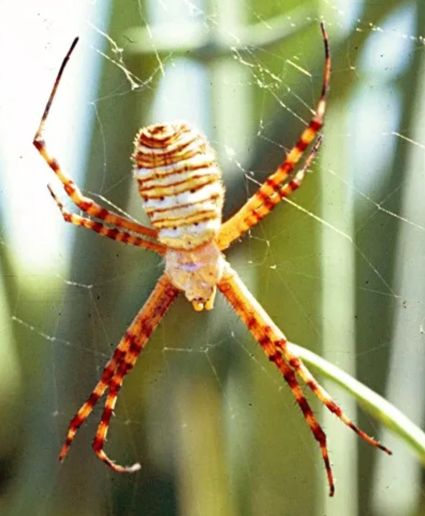 Spider | Animals. Animals, Animals! Wiki | Fandom