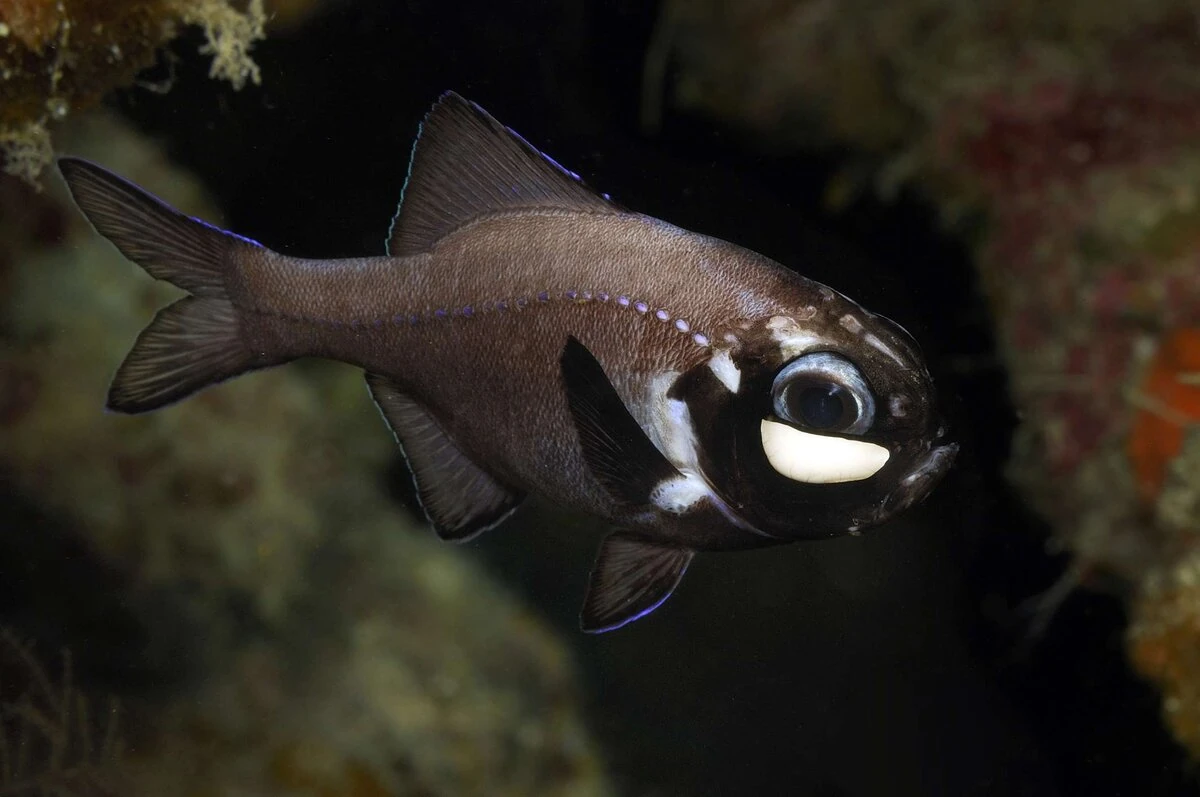 Flashlight Fish | Animals. Animals, Animals! Wiki | Fandom