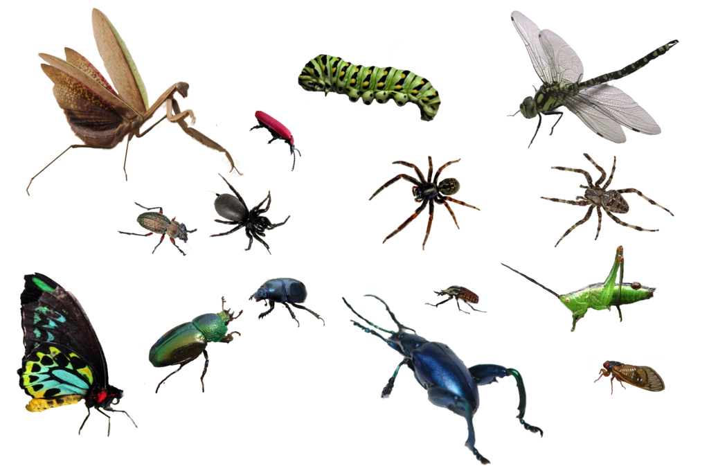 Bugs (Crazy Monster) | Animals. Animals, Animals! Wiki | Fandom