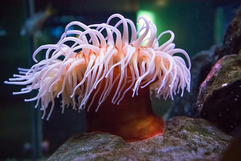 Sea Anemone | Animals. Animals, Animals! Wiki | Fandom