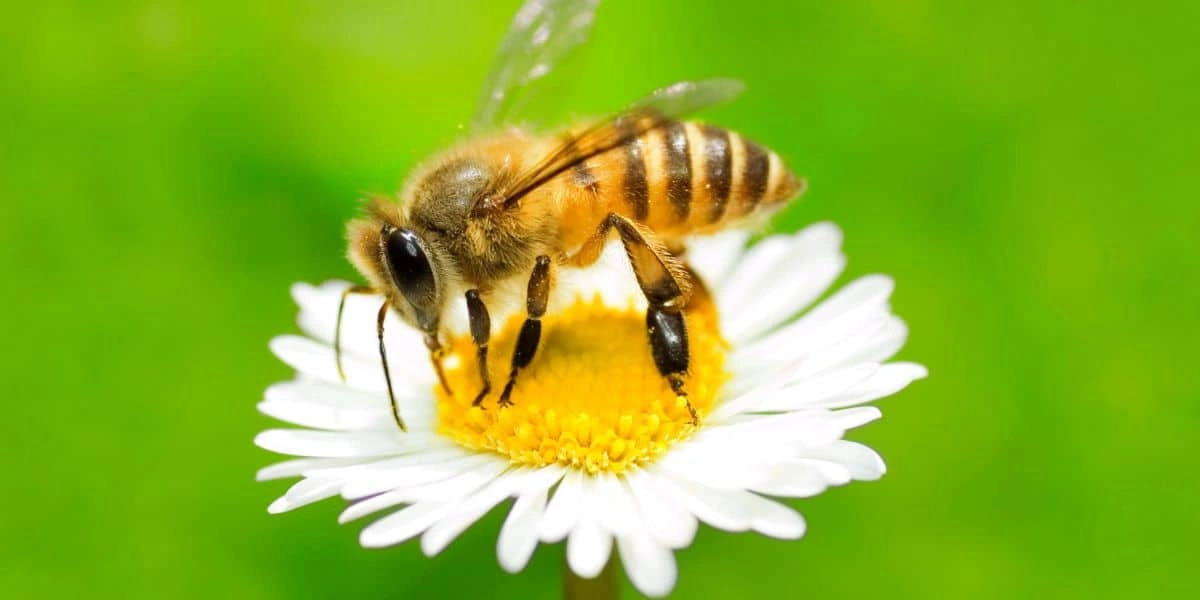Bee | Animals. Animals, Animals! Wiki | Fandom