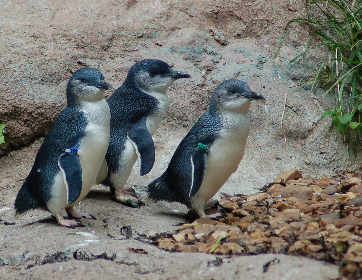 Blue Penguin | Animals. Animals, Animals! Wiki | Fandom