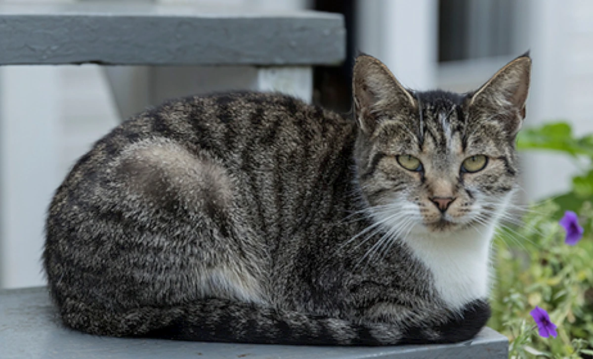 House Cat | Animals. Animals, Animals! Wiki | Fandom