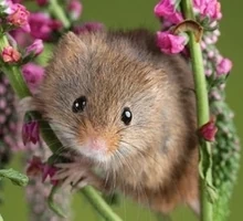 Mouse | Animals. Animals, Animals! Wiki | Fandom