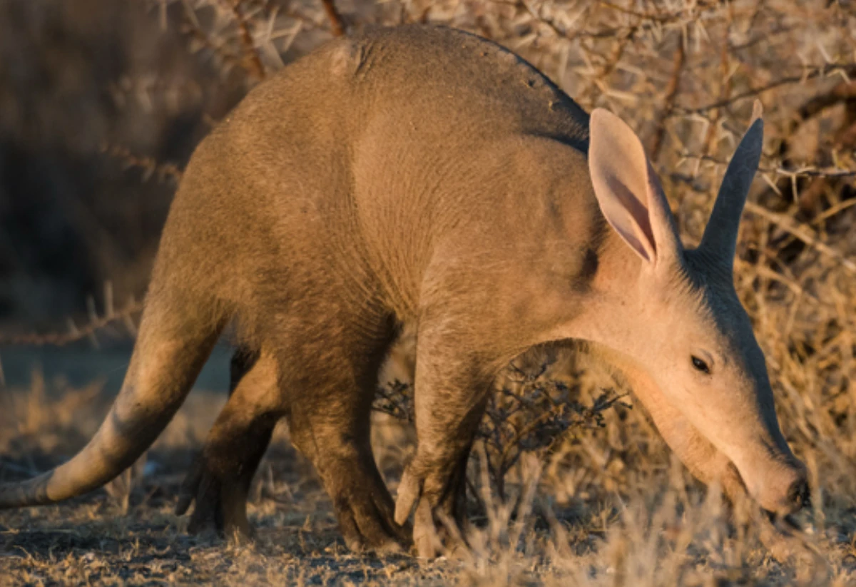 Aardvark | Animals. Animals, Animals! Wiki | Fandom