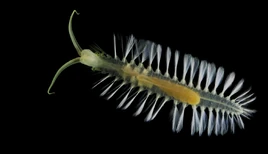 Bomber Worm | Animals. Animals, Animals! Wiki | Fandom