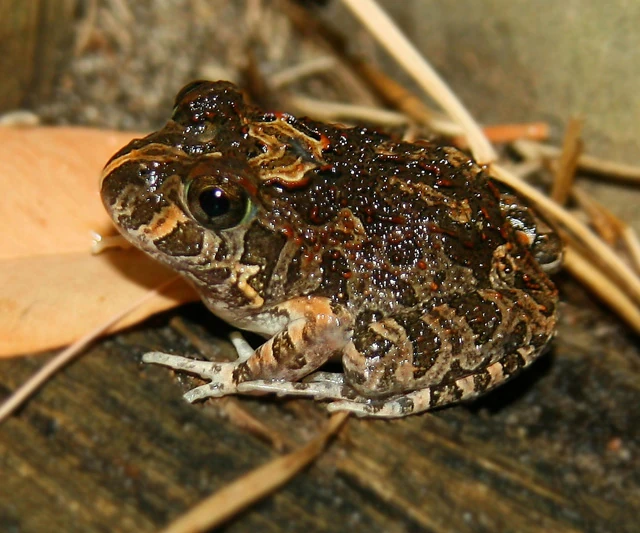 Burrowing Frog | Animals. Animals, Animals! Wiki | Fandom