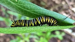 Caterpillar | Animals. Animals, Animals! Wiki | Fandom