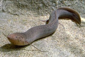 Lungfish | Animals. Animals, Animals! Wiki | Fandom