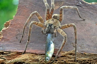 Fishing Spider | Animals. Animals, Animals! Wiki | Fandom