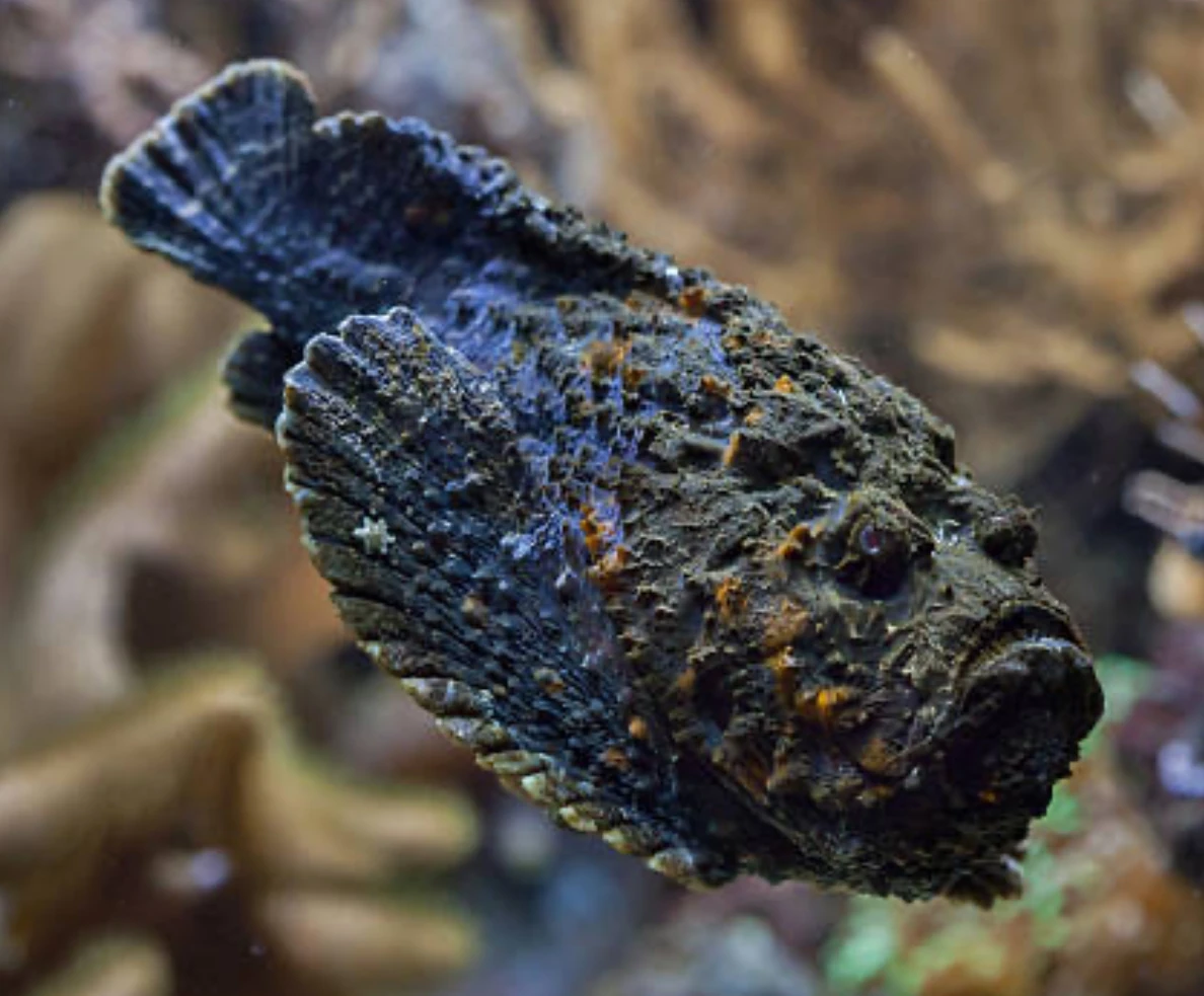 Stonefish | Animals. Animals, Animals! Wiki | Fandom