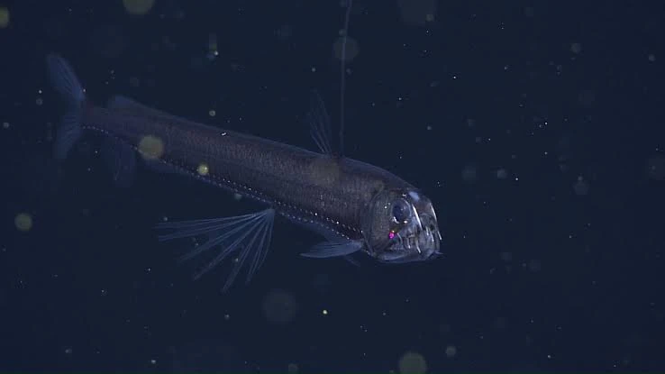 Viperfish | Animals. Animals, Animals! Wiki | Fandom