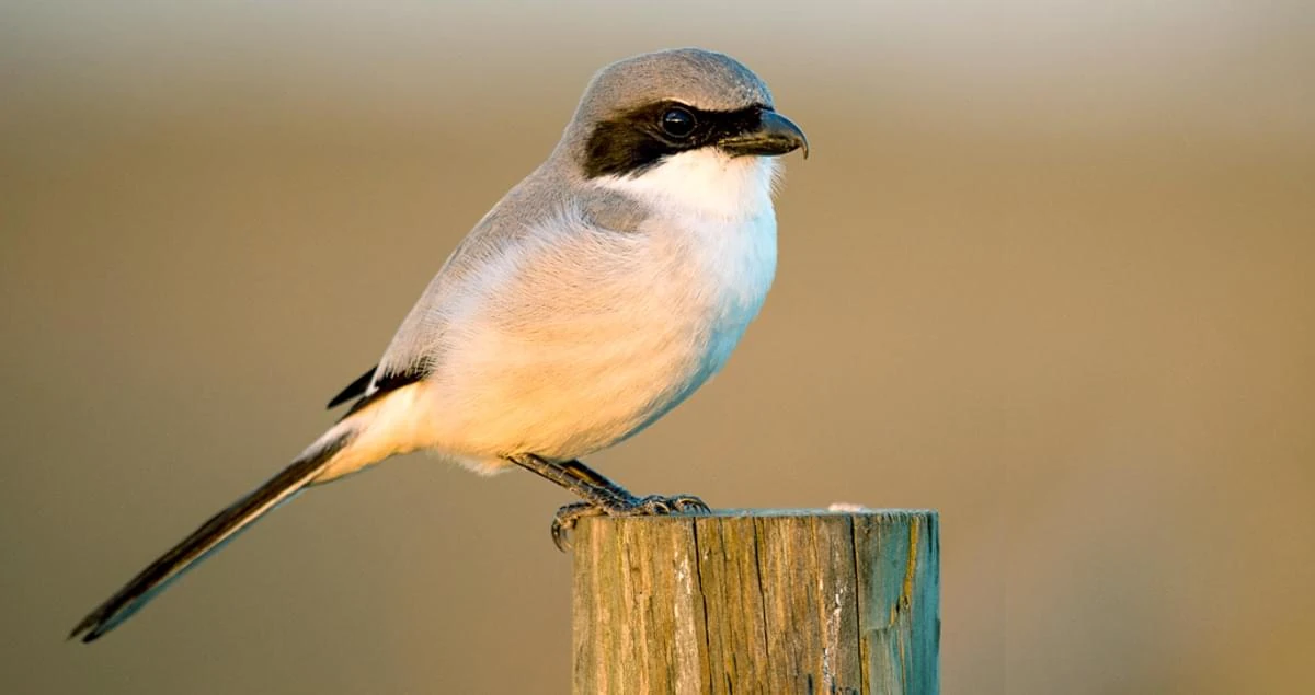 Shrike | Animals. Animals, Animals! Wiki | Fandom