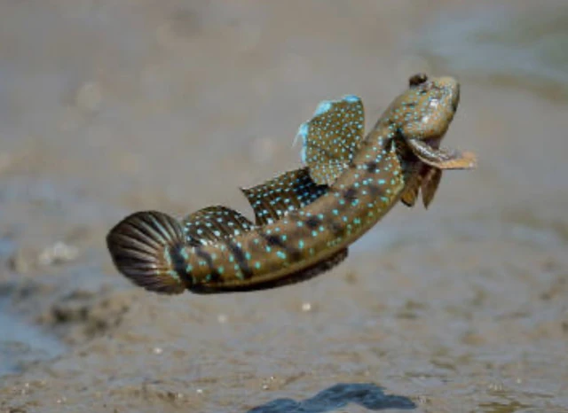 Mudskipper | Animals. Animals, Animals! Wiki | Fandom