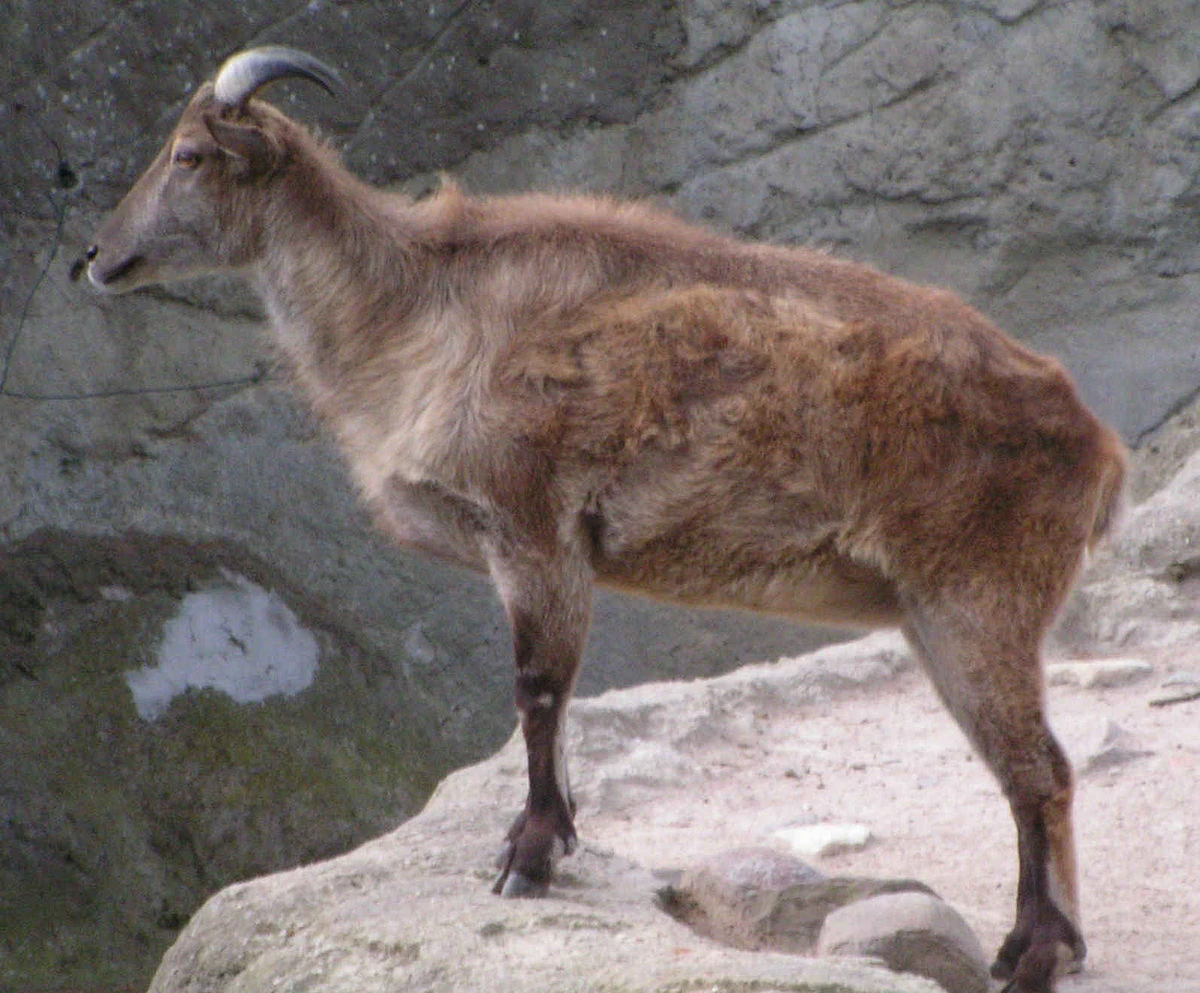 Tahr | Animals. Animals, Animals! Wiki | Fandom