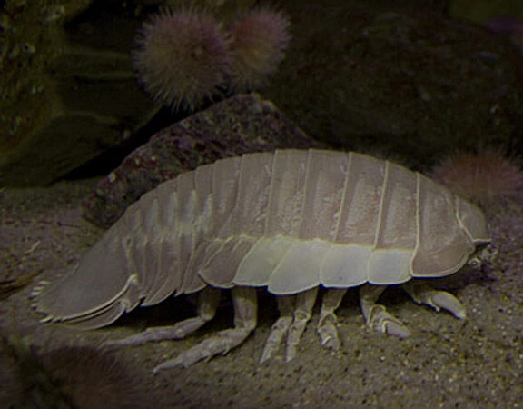 Giant Isopod | Animals. Animals, Animals! Wiki | Fandom