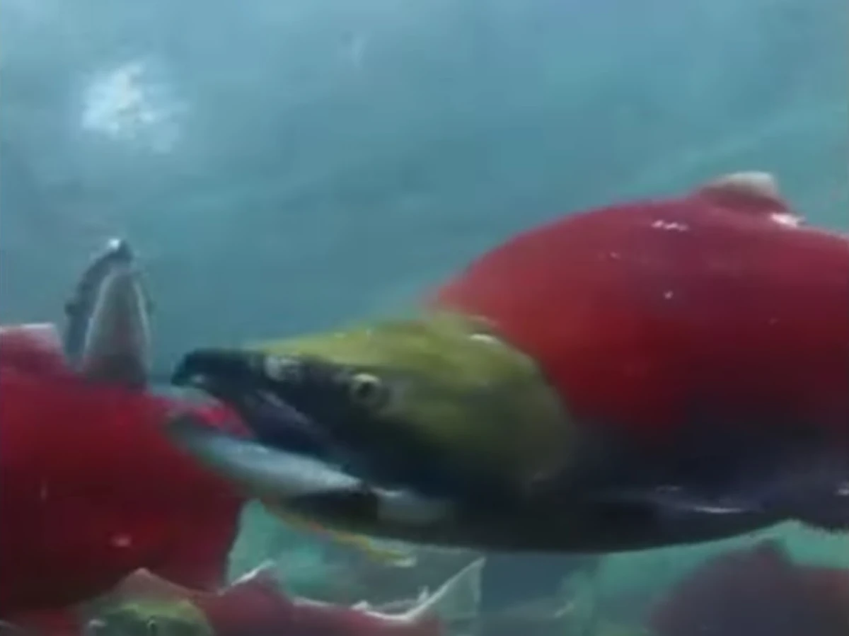 Salmon | Animals. Animals, Animals! Wiki | Fandom