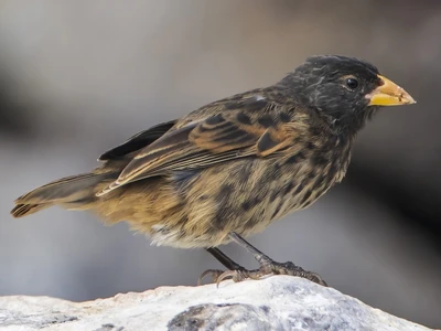 Vampire Finch | Animals. Animals, Animals! Wiki | Fandom