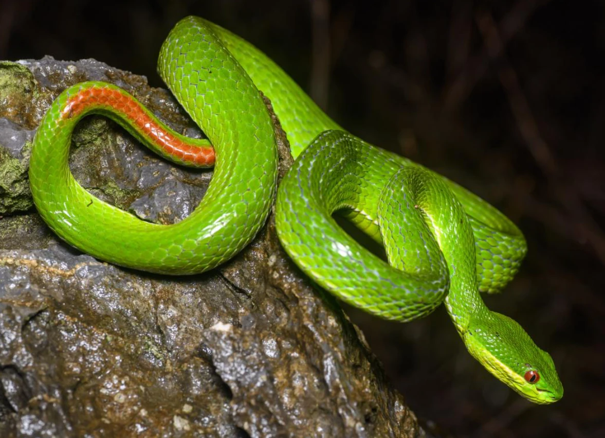 Category:Venomous | Animals. Animals, Animals! Wiki | Fandom