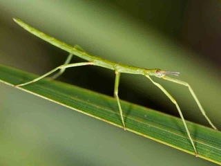 Stick Insect Animals Animals Animals Wiki Fandom