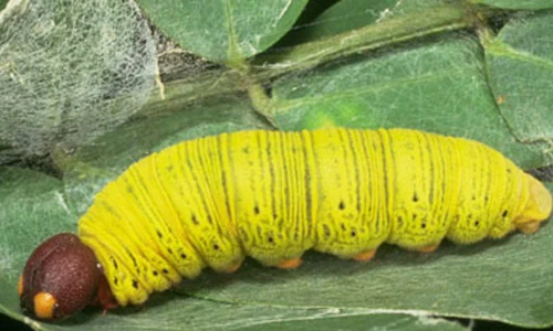 Skipper Caterpillar | Animals. Animals, Animals! Wiki | Fandom