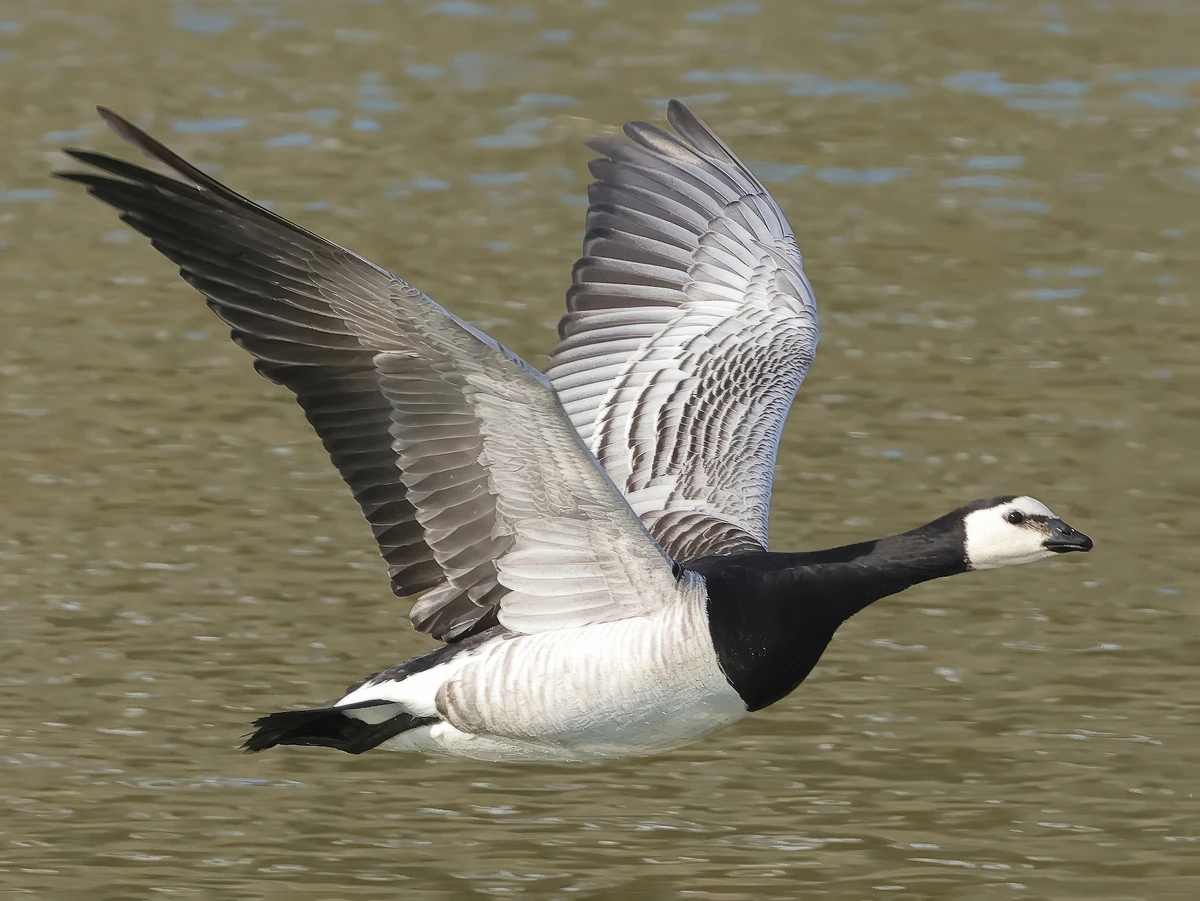 Barnacle Goose | Animals. Animals, Animals! Wiki | Fandom