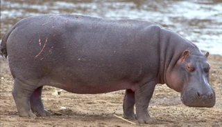 Hippopotamus | Animals. Animals, Animals! Wiki | Fandom
