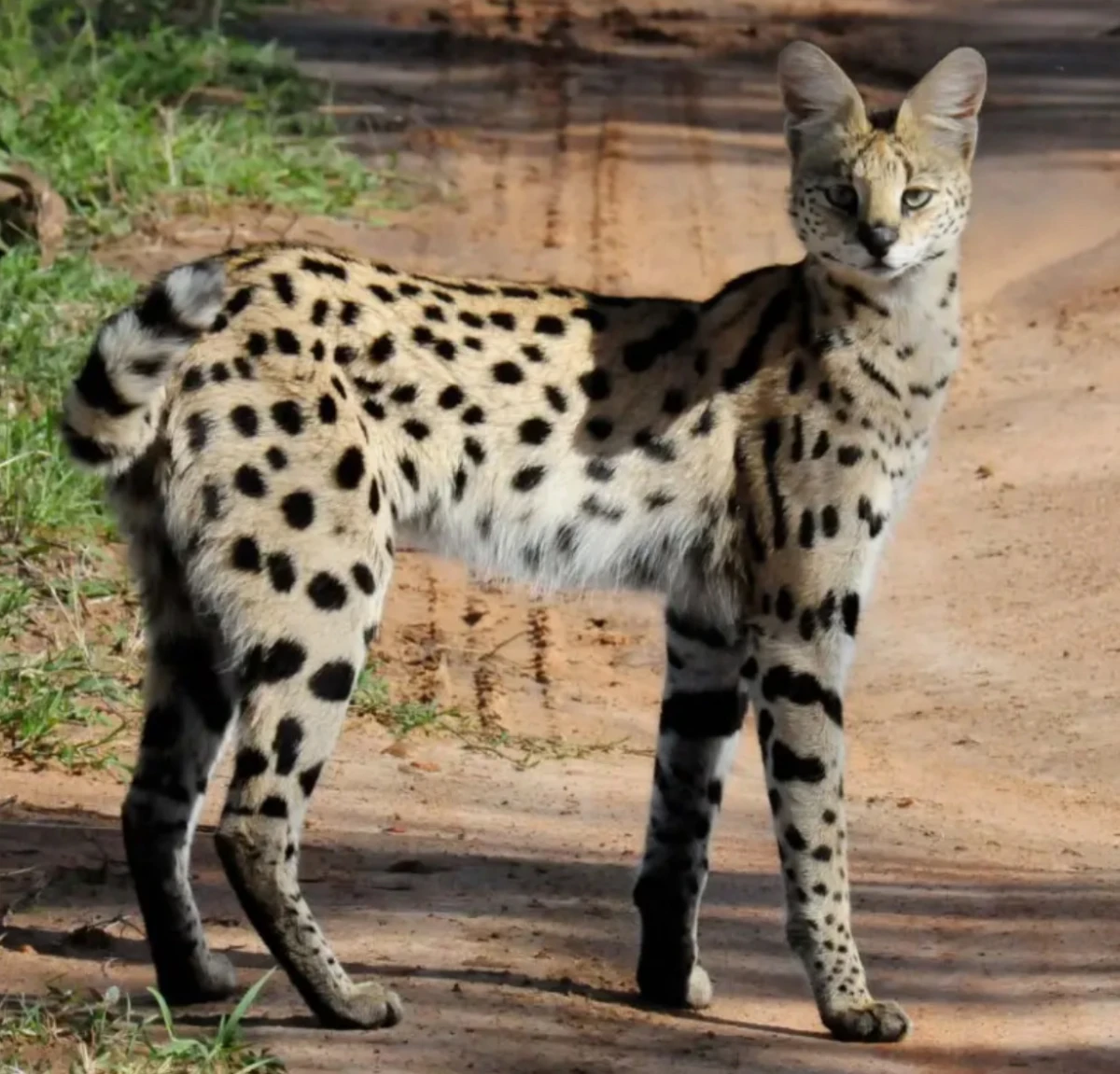 Serval | Animals. Animals, Animals! Wiki | Fandom