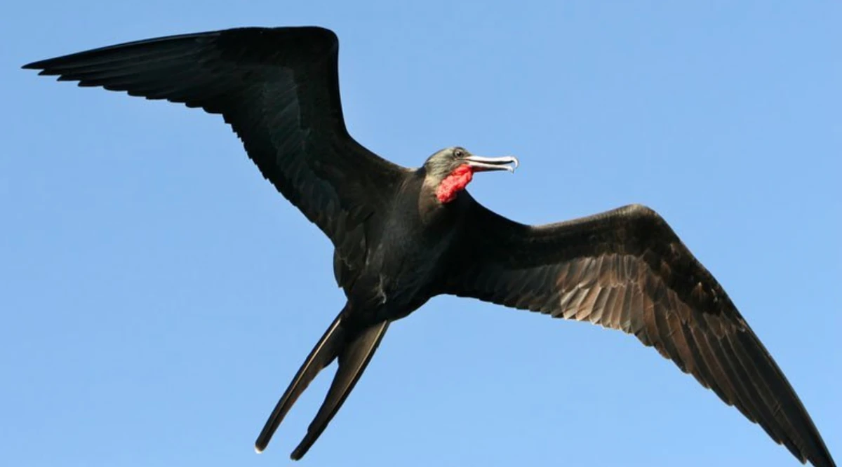 Frigatebird | Animals. Animals, Animals! Wiki | Fandom