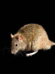 Rat | Animals. Animals, Animals! Wiki | Fandom