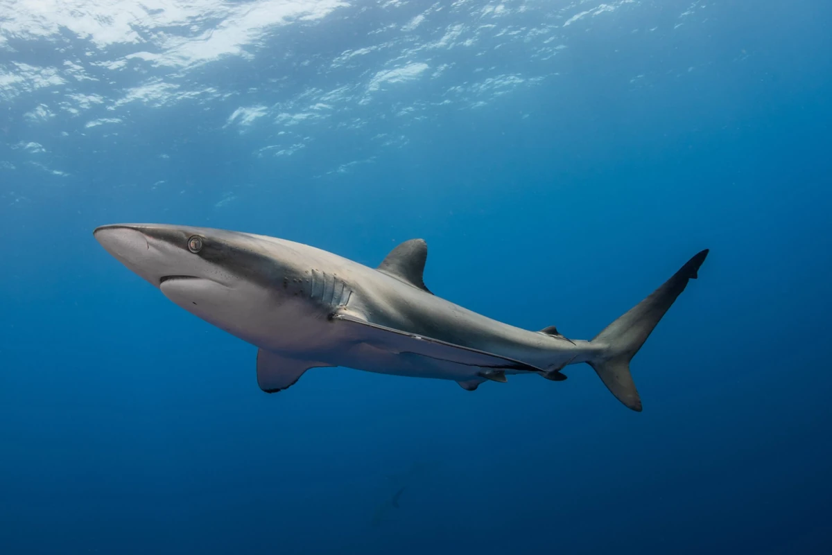 Silky Shark | Animals. Animals, Animals! Wiki | Fandom