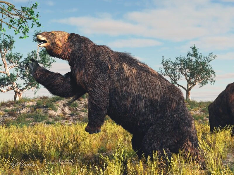 Giant Ground Sloth | Animals. Animals, Animals! Wiki | Fandom